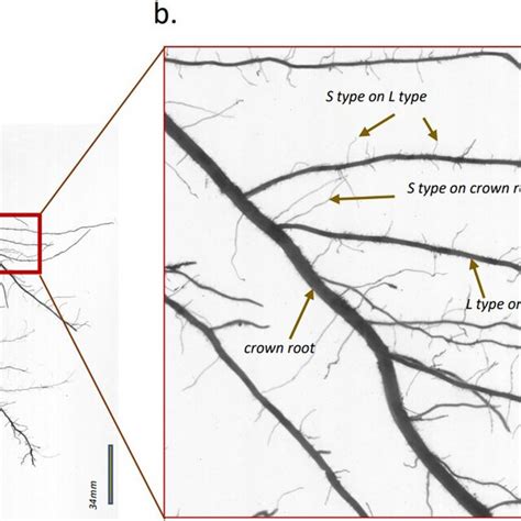 Scan Of A Root System Excavated 41 Das From A Low P Field Experiment Download Scientific