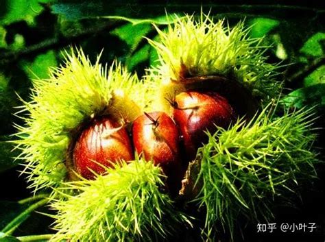 冬季美食 丨迁西板栗 知乎