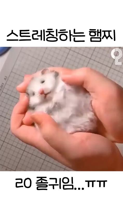 20대 뭐 하지 여러분 오늘 4월 12일은 입니다🐹 스트레칭하는 햄찌