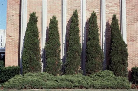 Groundwrx Arborvitae Pyramidal