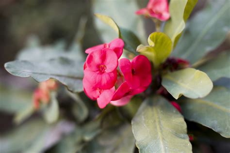 무료 이미지 정경 초상화 사진술 푸른 잎 자연 편안한 아름다운 금잔화 애정 만족스러운 담홍색 빨간 꽃잎 꽃 피는 식물 식물학 봄 육상 식물