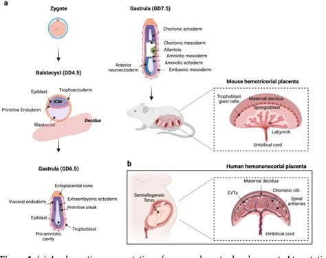 Figure 1 From Emerging Roles Of Endocannabinoids As Key Lipid Mediators For A Successful