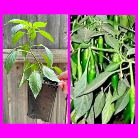 Thai Chili Pepper Plant Etsy