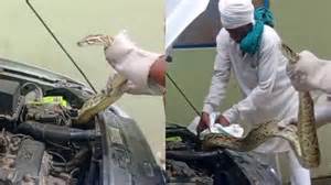 Huge Python Found Hiding Inside Car Engine In Ups Bijnor Rescued By Forest Department