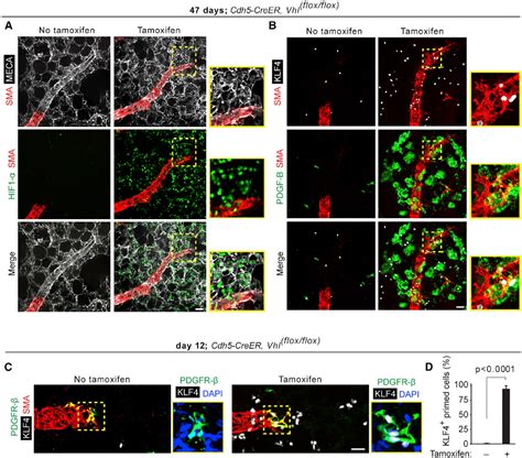 Figure 1 From Cell Autonomous And Non Cell Autonomous Regulation Of Smc