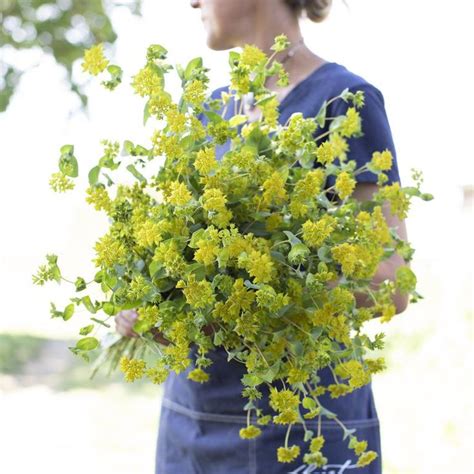 Bupleurum Griffithi Flower Farm Cut Flower Garden Plant Spacing