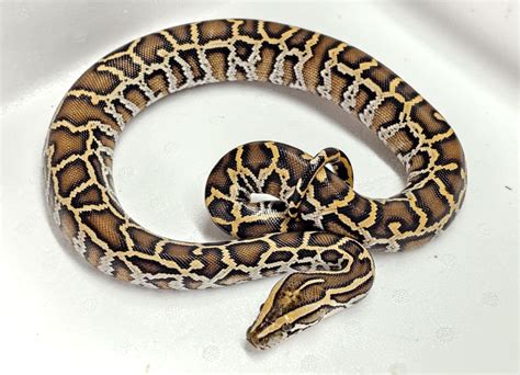 Burmese Python Python Bivittatus Het Albino Caramel Labyrinth