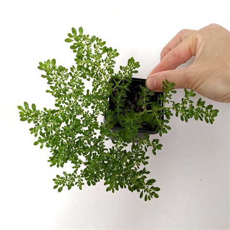 Pilea Microphylla 7cm Pot Plantsmith Indoor Plants Melbourne