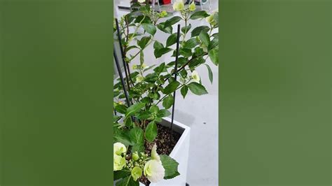 비오는 날의 수국화 자양화 꽃말은 진심 변덕 소녀의꿈 처녀의꿈 등등 Youtube