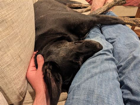 Stage 10 Clinger R Malinois