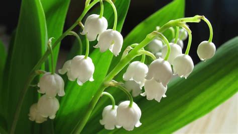 8 სულიკო სიმღერა Youtube