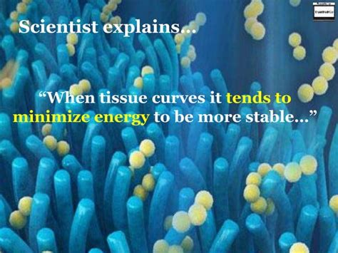 SCUTOID The New Geometric Shape Discovered PPT