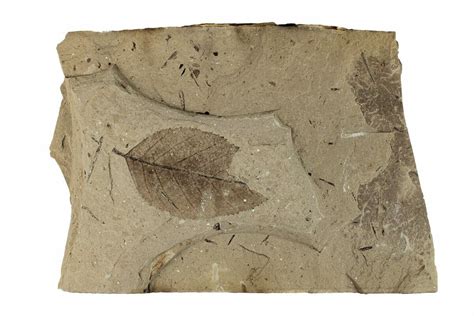 2 25 Fossil Plant Alnus Leaf Mcabee Bc 277740 For Sale