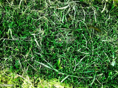 배경 에 대한 골프 코스에서 아름다운 녹색 잔디 패턴 작업 및 디자인을 위한 복사 공간 맨 위 보기 개념에 대한 스톡 사진 및 기타 이미지 Istock