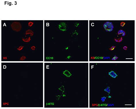 Human α6β4 Cells Differentiate Into Both Basal And Clara Cells Ex