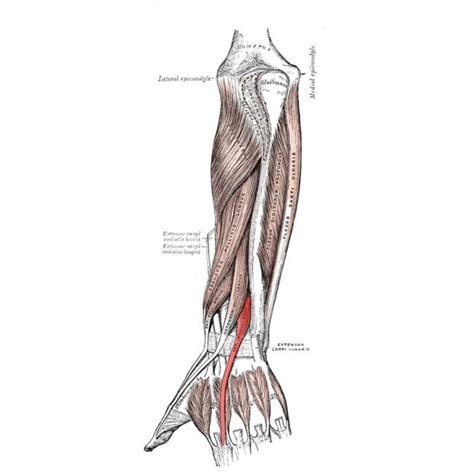 Extensor Indicis Anatomy Origin Insertion Action The Wellness Digest