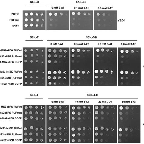 Design And Construction Of New Yeast Three Hybrid Screening Systems A Download Scientific