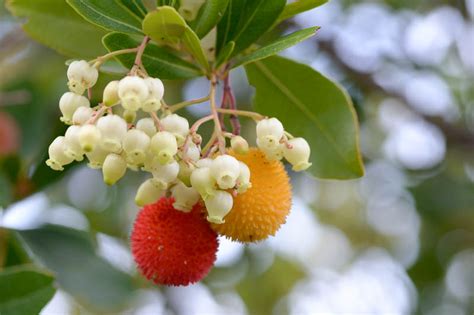 Strawberry Tree Arbutus Unedo Complete Guide