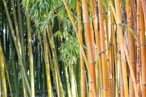 Sdbg Bamboo Garden Inspired And Planted By The American Bamboo Society