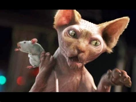 Como Perros Y Gatos 2 La Revancha De Kitty Galore Trailer Español