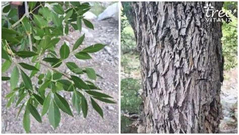 18 Different Types Of Ash Trees And Their Identifying Features
