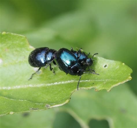 Phaedon Armoraciae Naturespot