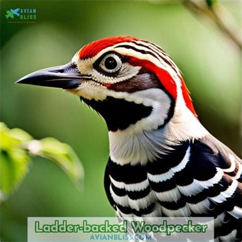 Woodpeckers Of California 16 Species Pictures And Identification Guide
