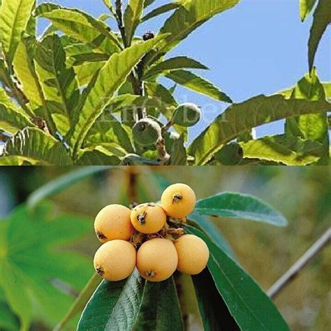 비파나무 부위별 이용과 효 능 네이버 블로그