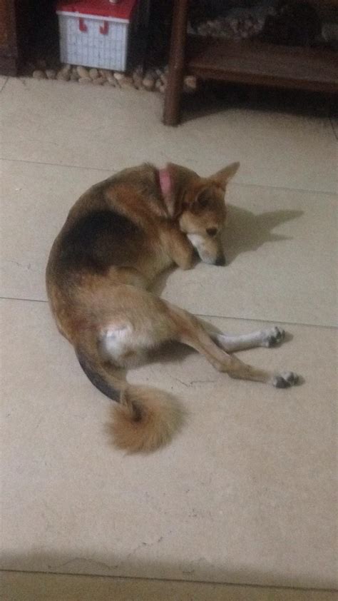 Ios Imageview Image Either Not Setting Or Filtering Properly Stack Overflow