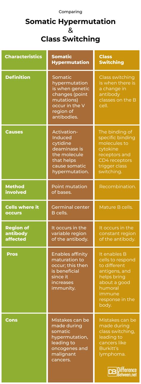 Difference Between Somatic Hypermutation And Class Switching Difference Between Somatic