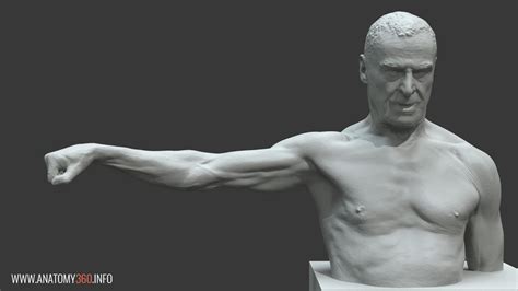 Male Arm Anatomy