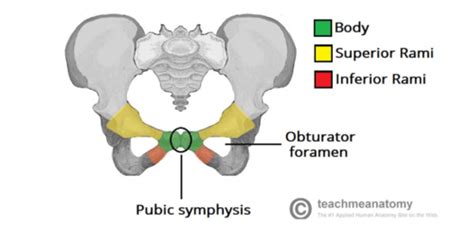 Pubis Superior Ramus