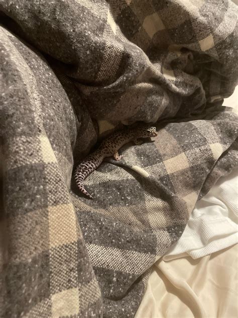 Bioactive Leopard Gecko Habitat Seen A Huge Increase In Activity And