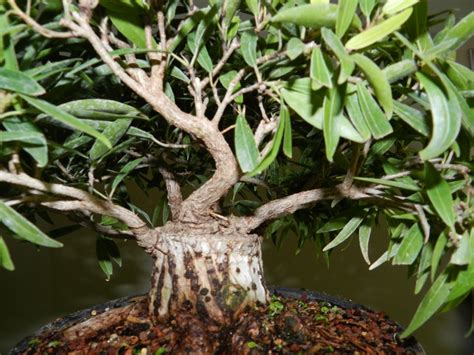 Sumo Shohin Willow Leaf Ficus