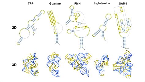 Secondary And Tertiary Structures Of Known Riboswitches Download Scientific Diagram