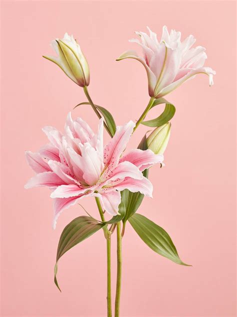 Lelie Plants And Flowers Foundation