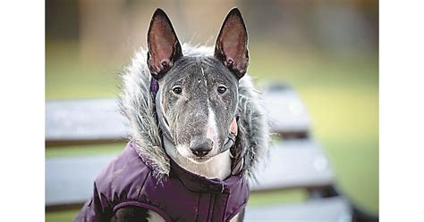 11 късокосмести породи кучета Български Фермер