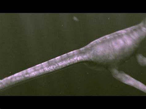 The Loch Ness Monster Caught On Camera