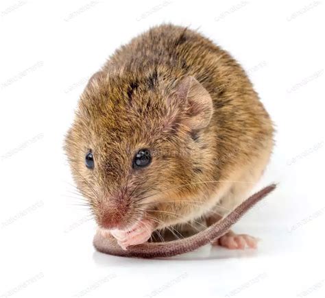 عکس موش خانگی 37028 House Mouse Mus Musculus مزرعه فوتیج