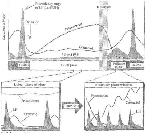 Figure 10 1 From The Role Of Socio Sexual Cues In Sheep Reproduction Semantic Scholar