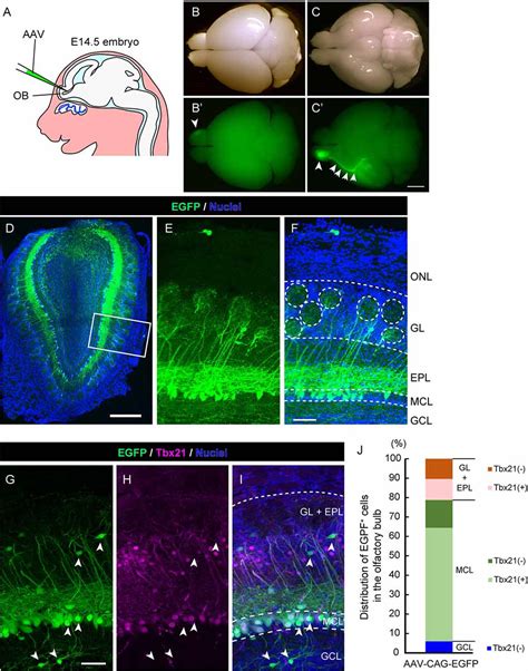 Frontiers Adeno Associated Virus Mediated Single Cell Labeling Of Mitral Cells In The Mouse