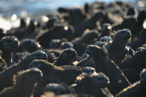 How Can We Use Technology To Save The Galapagos Marine Iguana
