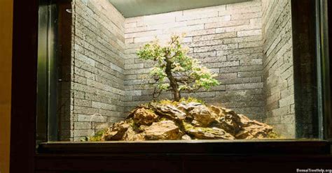 How Tall Do Bonsai Trees Get Bonsai Tree Help