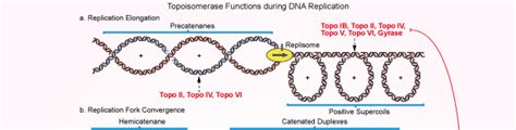 Dna Replication Topoisomerase Function