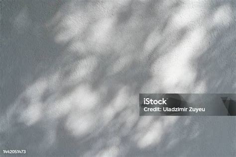 사진에 대한 그림자 오버레이 효과입니다 햇빛에 흰색 벽에 나무 잎과 열대 가지에서 그림자 배경 주제에 대한 스톡 사진 및 기타 이미지 Istock