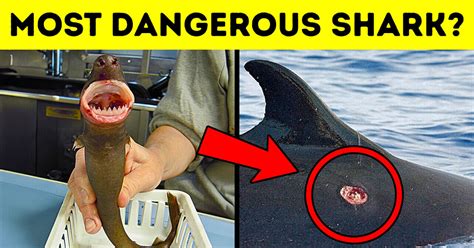 This Tiny Shark Can Cause Chaos In The Ocean Bright Side