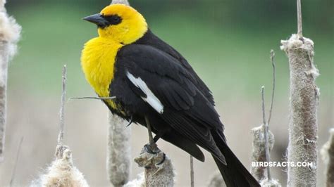 21 Black Bird White Stripes On Wings Identification Guide