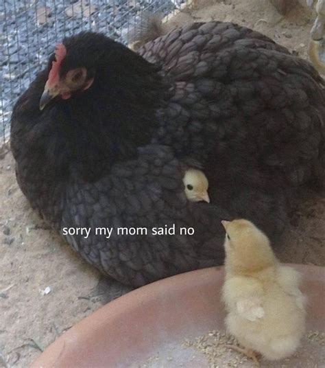 When Your Mom Says No Rmemes