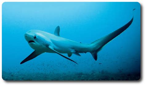 Learn Some Amazing Thresher Shark Facts Right Here Shark Sider