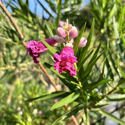Burgundy Desert Willow 5 Gal Midwest Propagation Nursery